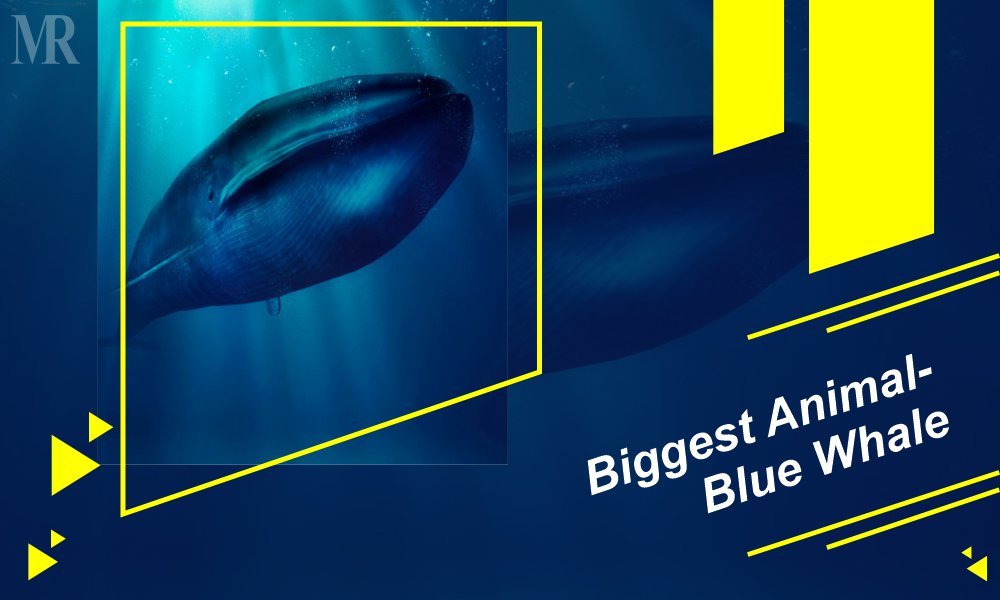 15 Biggest Things in the World that will blow your mind! 15 Biggest Things in the World that will blow your mind!