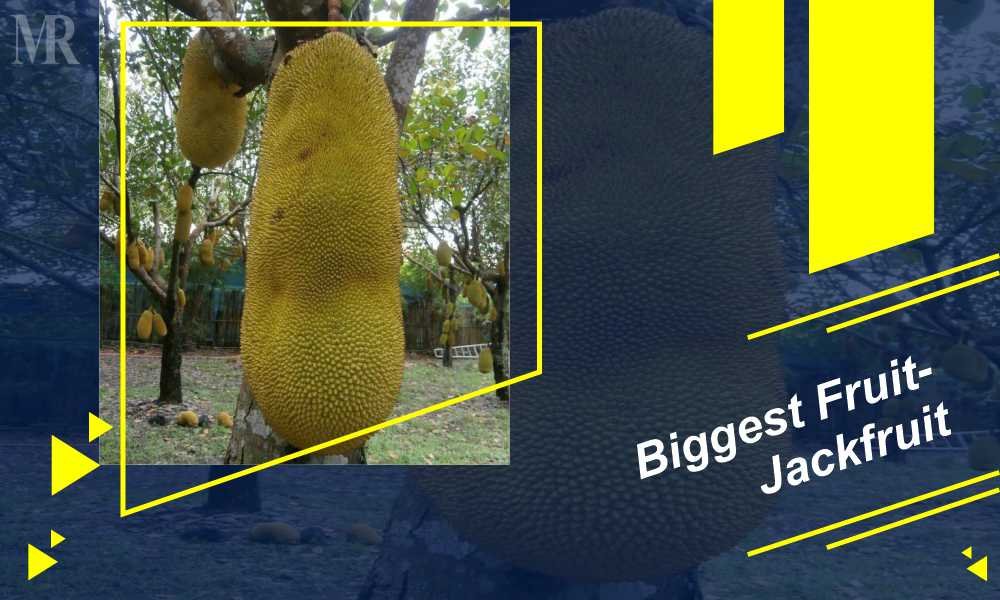 15 Biggest Things in the World that will blow your mind! 15 Biggest Things in the World that will blow your mind!