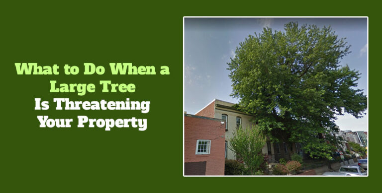 What to Do When a Large Tree Is Threatening Your Property
