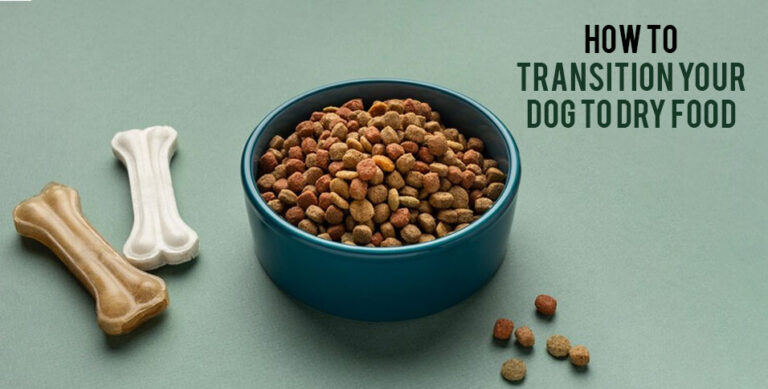 How to Transition Your Dog to Dry Food